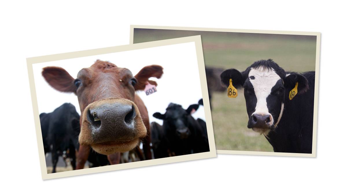 How To Build A Cow Out Of Butter